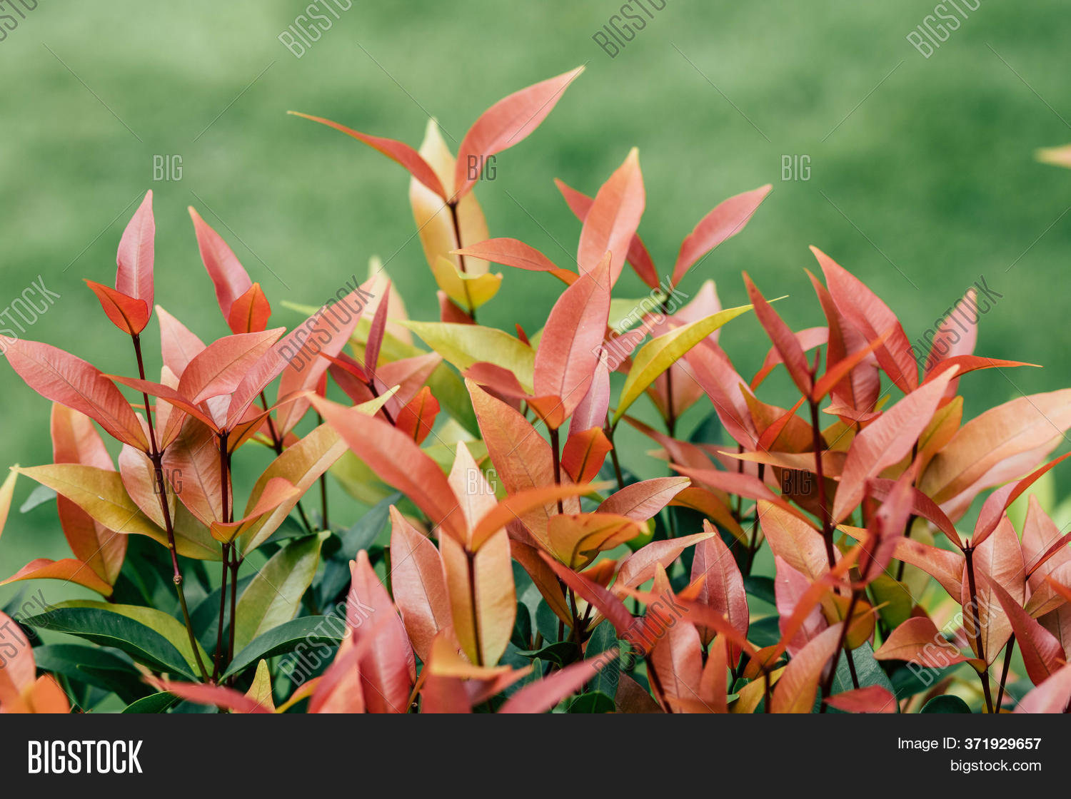Christina, Bush Trees Image & Photo (Free Trial) | Bigstock