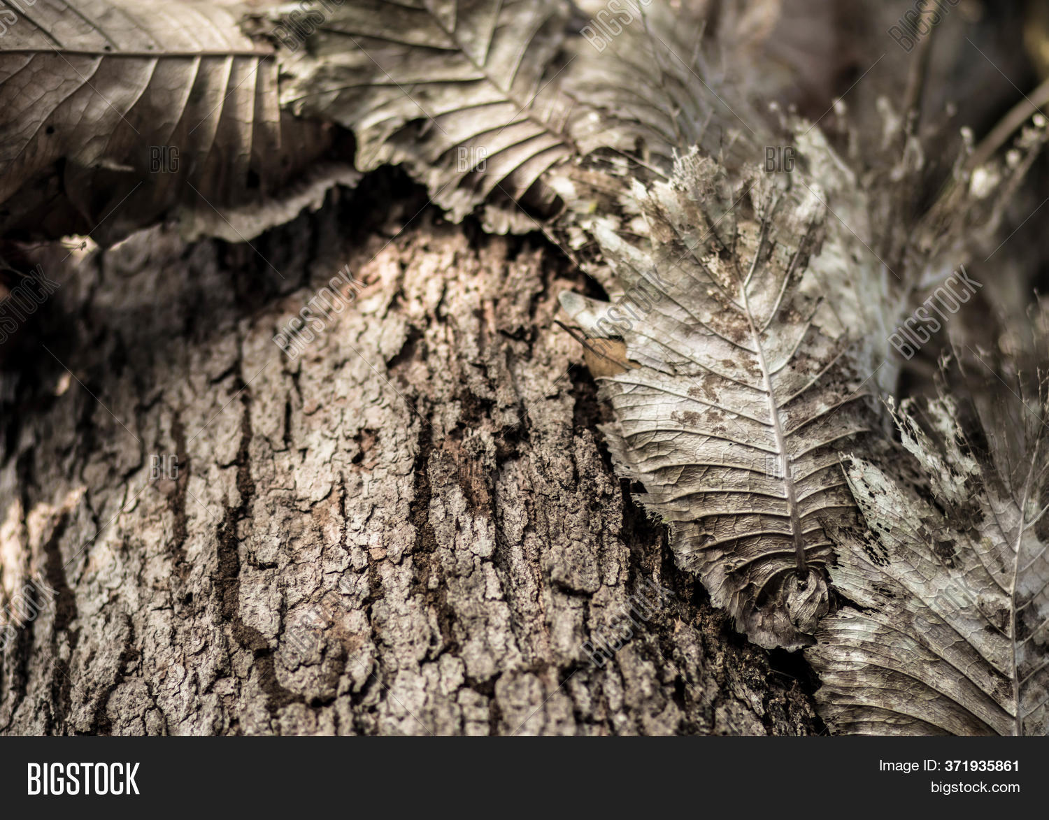 Close Tree Parasite Image & Photo (Free Trial) | Bigstock