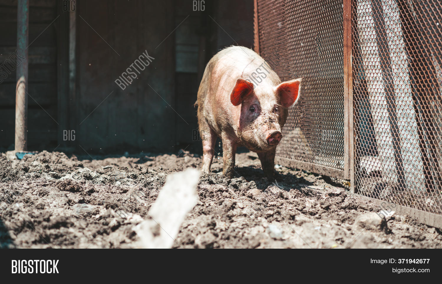 Portrait Messy Pig On Image & Photo (Free Trial) | Bigstock