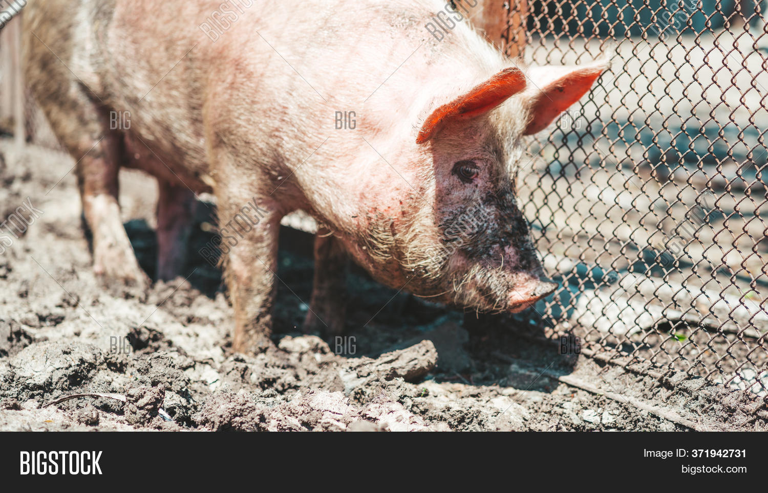 Portrait Messy Pig On Image & Photo (Free Trial) | Bigstock