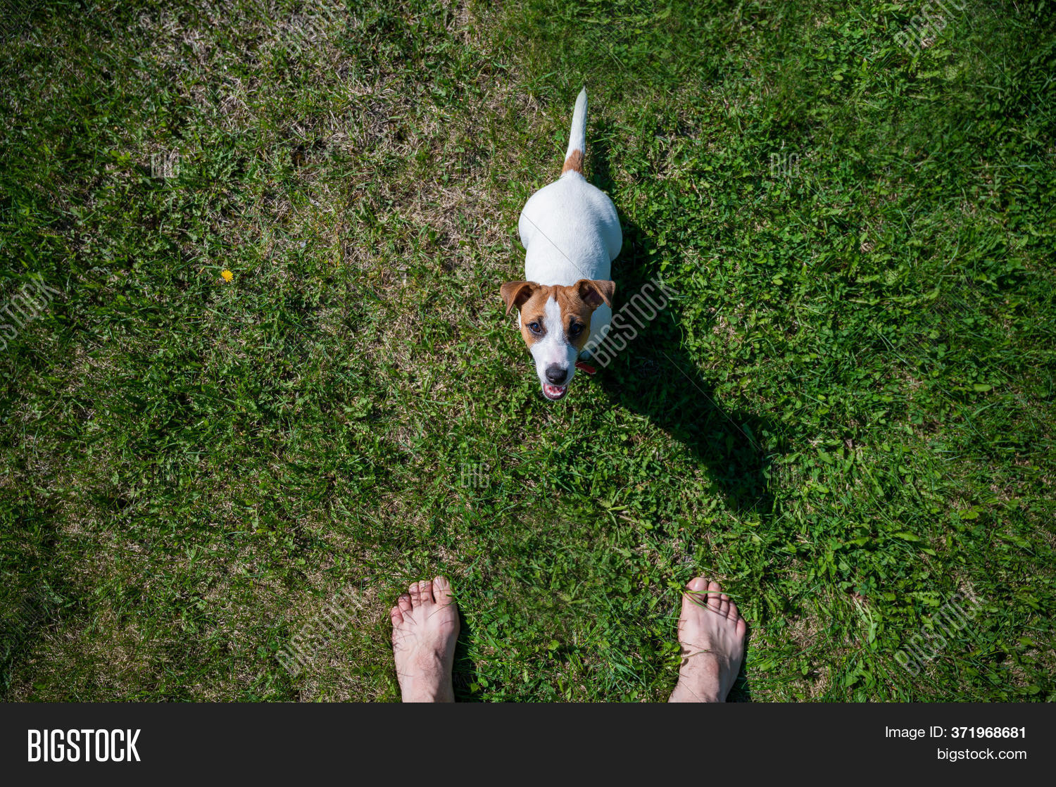 Loyal Dog Looks Owner Image & Photo (Free Trial) | Bigstock