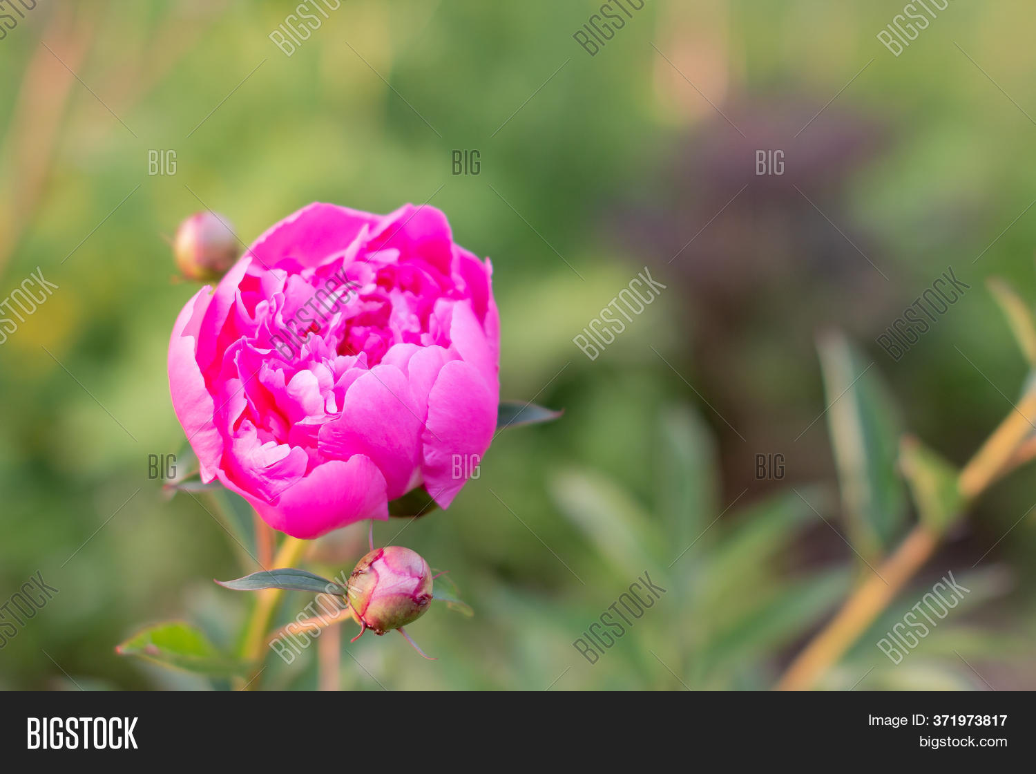 Pale Pink Peonies On Image & Photo (Free Trial) | Bigstock