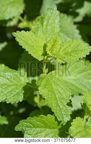 Lemon Balm Leaves - Image & Photo (Free Trial) | Bigstock