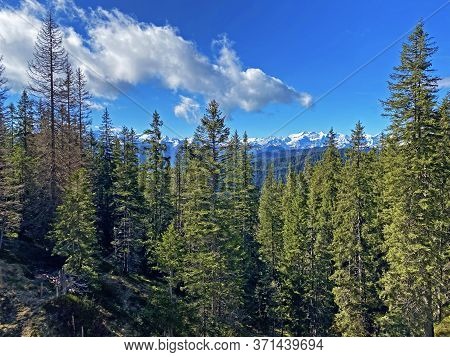 Evergreen Forest Image & Photo (Free Trial) | Bigstock