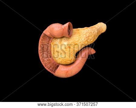 Pancreas, Human Image & Photo (Free Trial) | Bigstock
