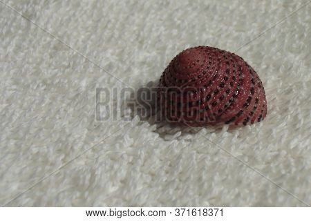 Burgundy Shell Stone Image & Photo (Free Trial) | Bigstock
