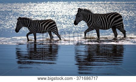 One Adult Female Zebra Image & Photo (Free Trial) | Bigstock