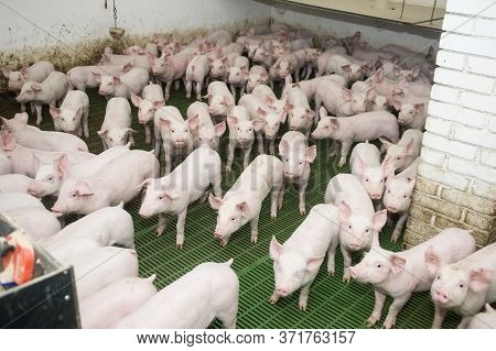 Pig Factory Farming Image & Photo (Free Trial) | Bigstock