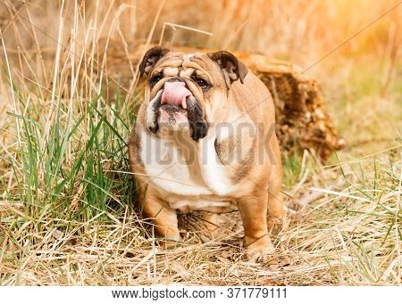 Red English Bulldog Image & Photo (Free Trial) | Bigstock