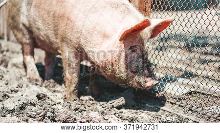 Portrait Messy Pig On Image & Photo (Free Trial) | Bigstock