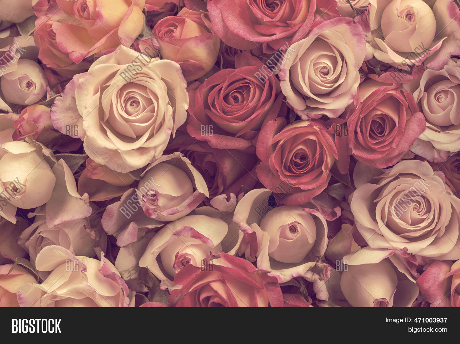 Retro Pink Cream Roses Image & Photo (Free Trial) | Bigstock
