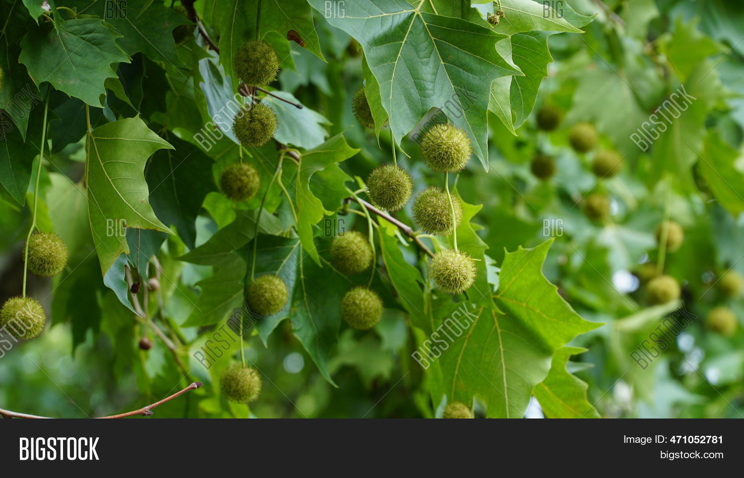 Leaves Fruits Platanus Image & Photo (Free Trial) | Bigstock