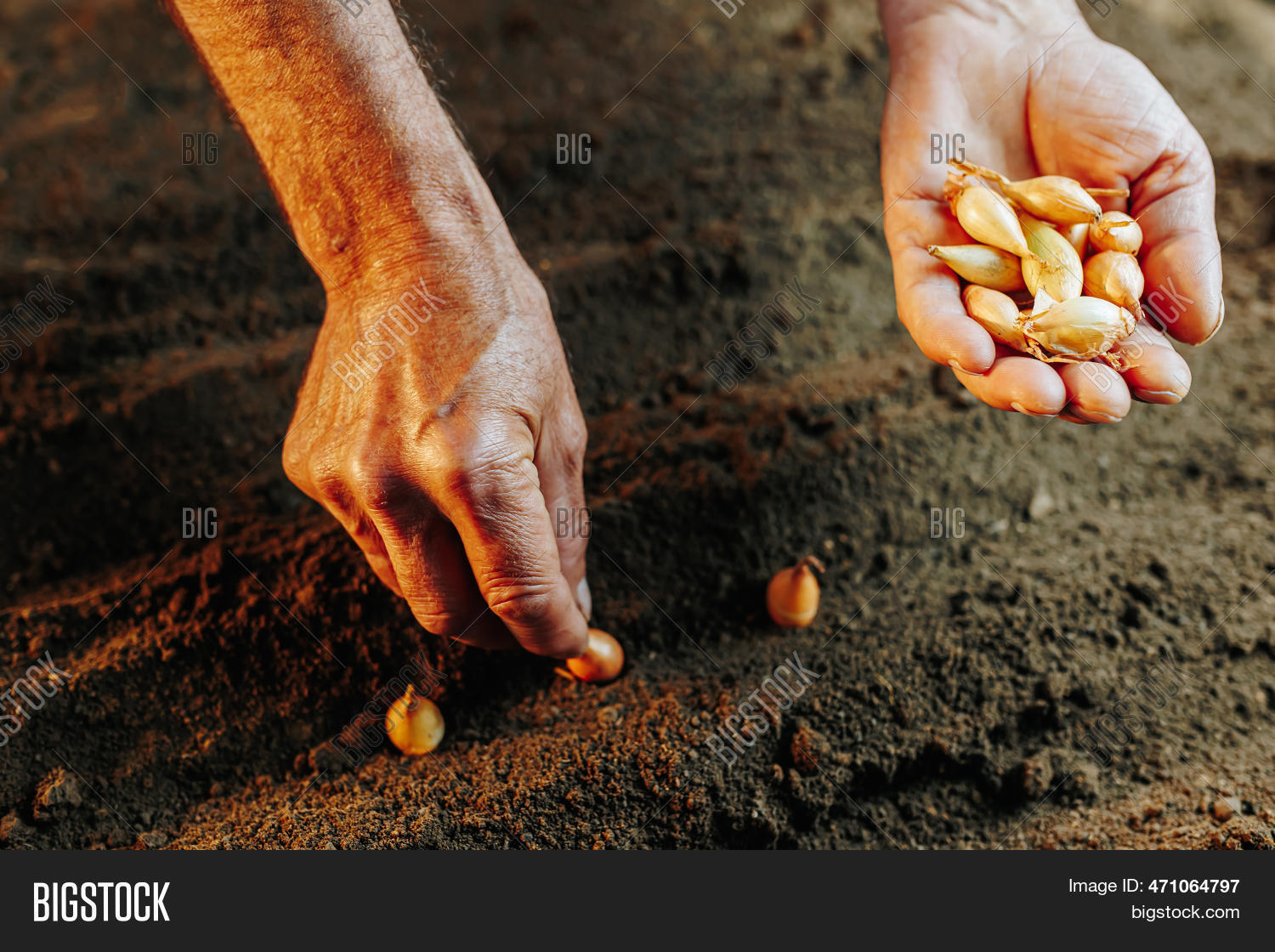 Selective Focus On Image & Photo (Free Trial) | Bigstock