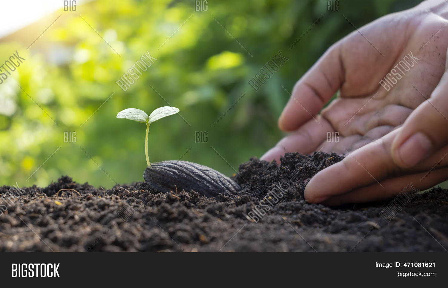 Planting Trees Seeds Image & Photo (Free Trial) | Bigstock