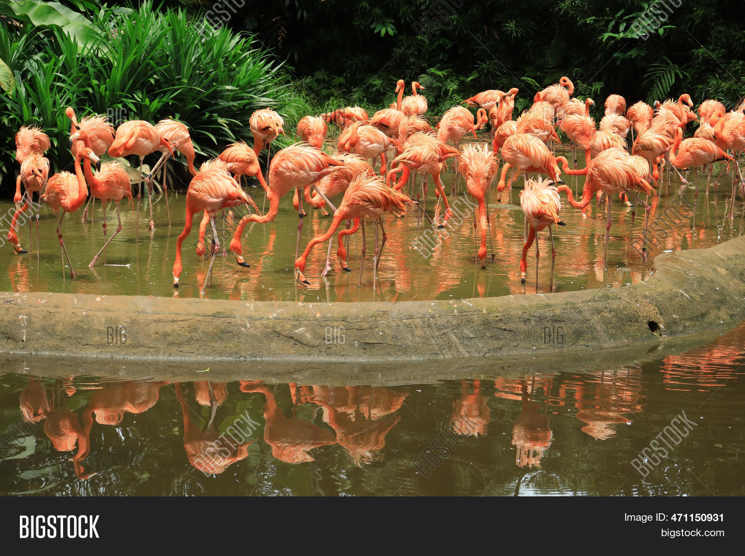 Flock Swarming Red Image & Photo (Free Trial) | Bigstock