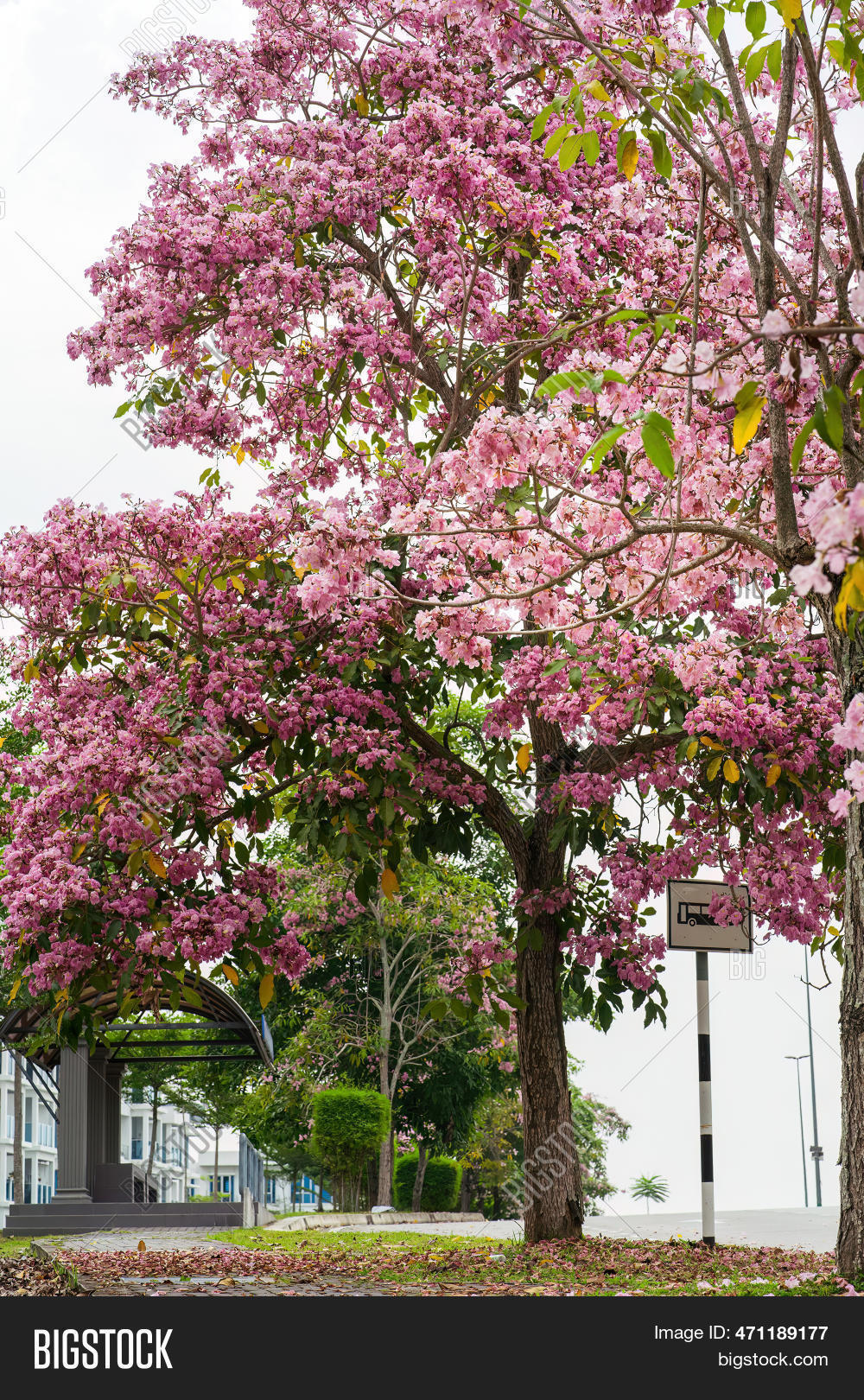Pink Tecoma Flower Image & Photo (Free Trial) | Bigstock