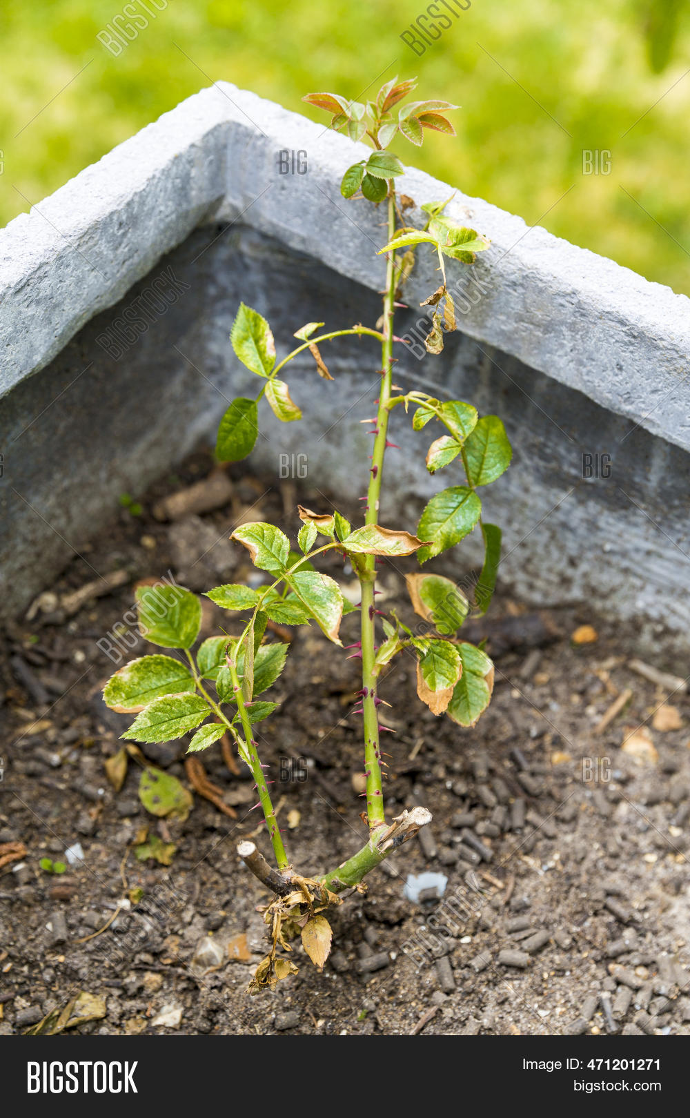 Rose Bush Disease Image & Photo (Free Trial) | Bigstock