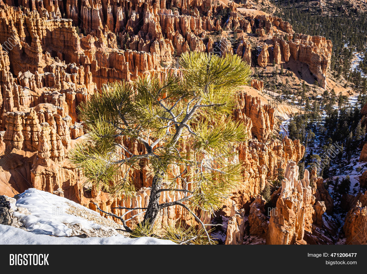 Lone Pine Tree Image & Photo (Free Trial) | Bigstock
