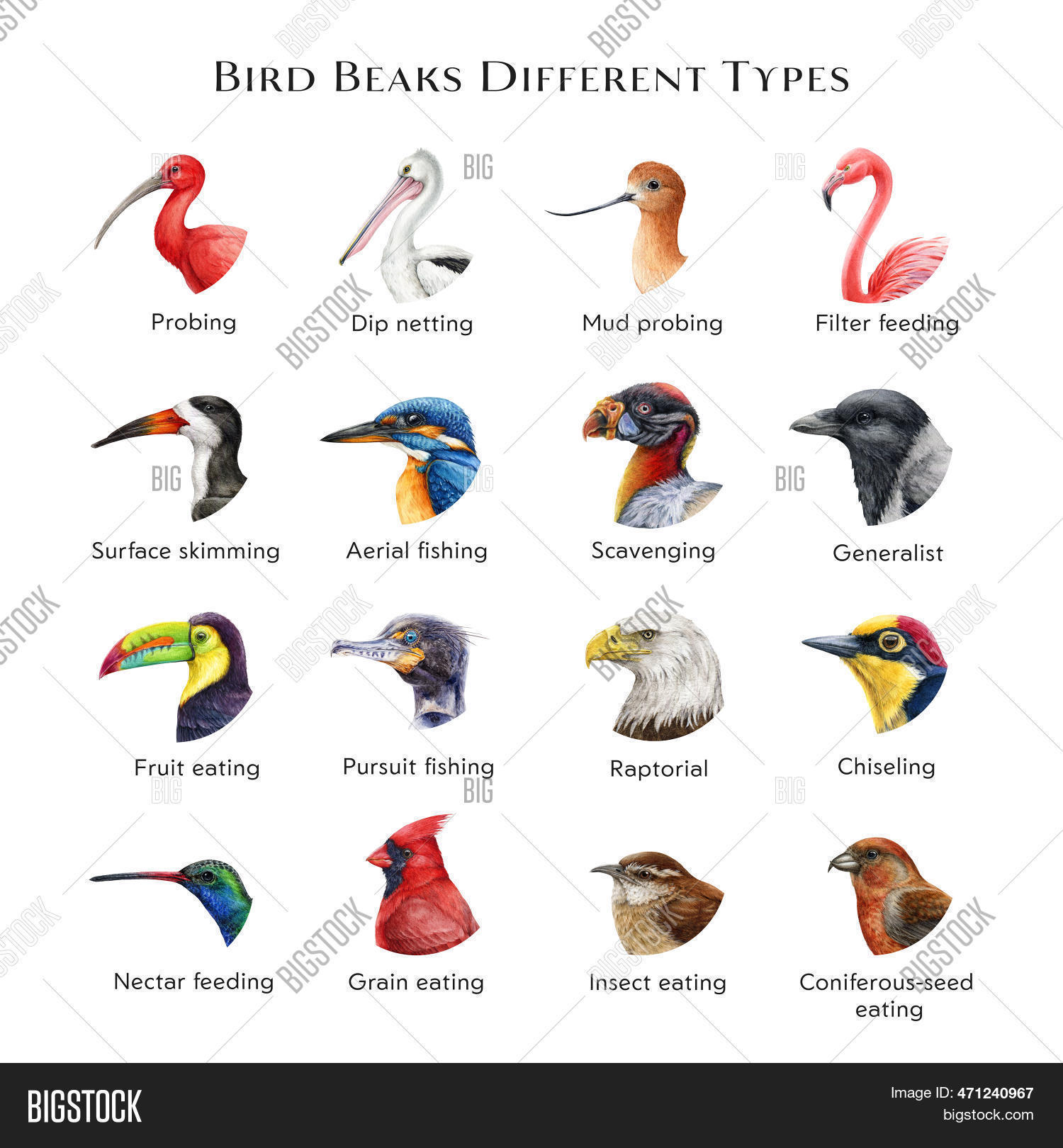 Bird Beaks Different Image & Photo (Free Trial) | Bigstock