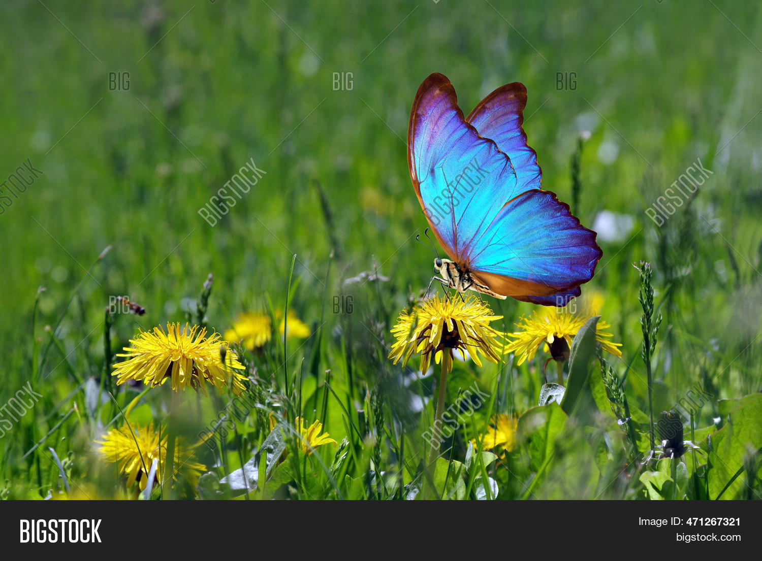 Bright Blue Morpho Image & Photo (Free Trial) | Bigstock