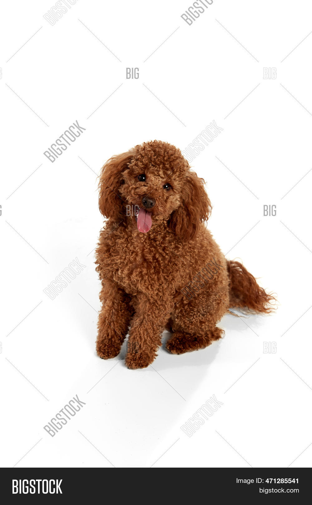 Cute Red-brown Poodle Image & Photo (Free Trial) | Bigstock