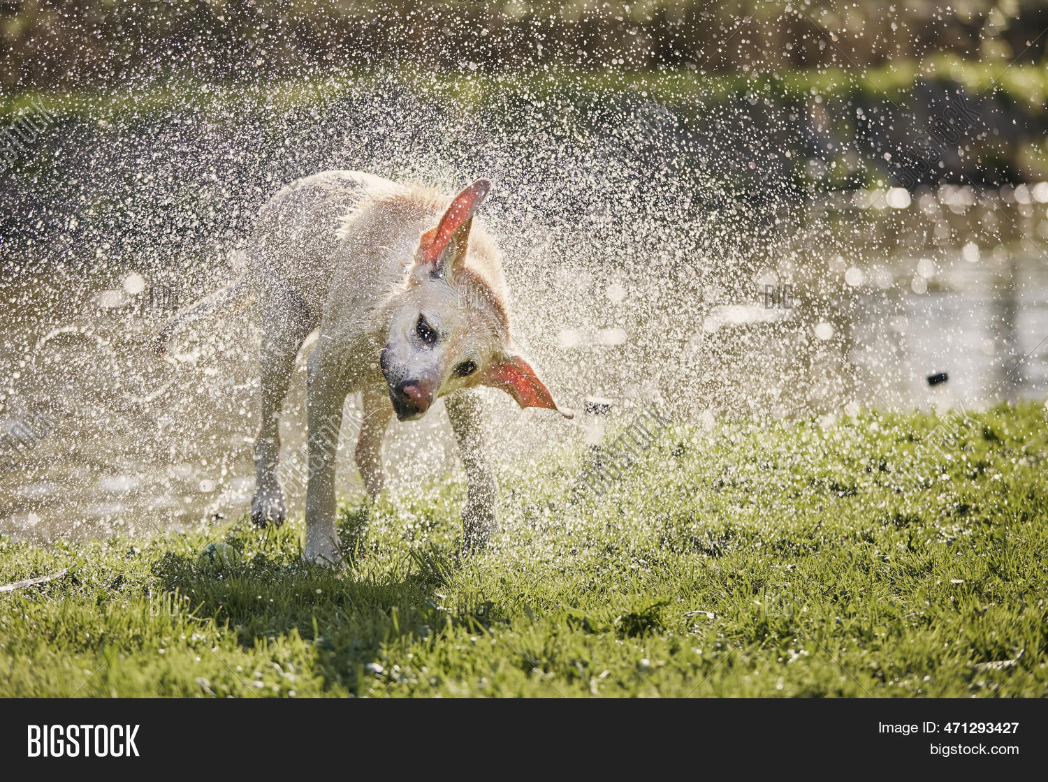 Dog Shaking Off Water Image & Photo (Free Trial) | Bigstock