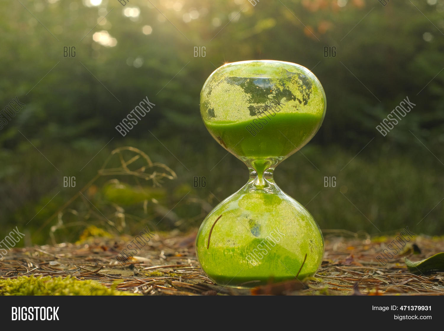 Forest Growth Time. Image & Photo (Free Trial) | Bigstock