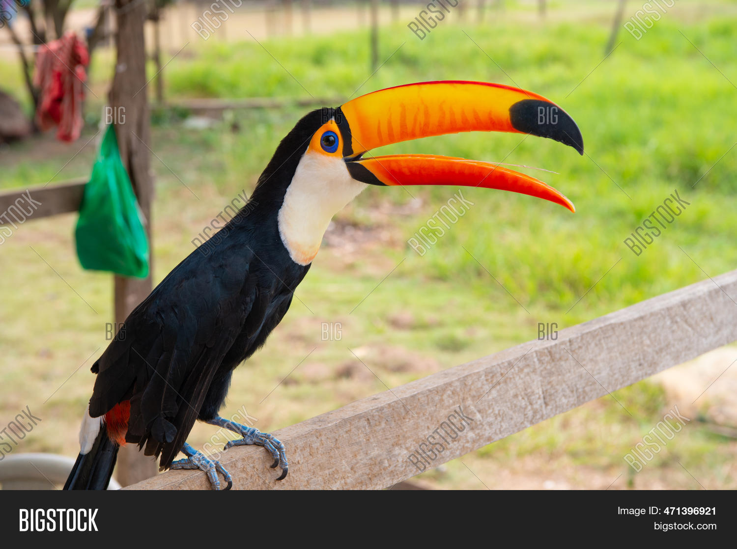 Side View Photo Toucan Image & Photo (Free Trial) | Bigstock