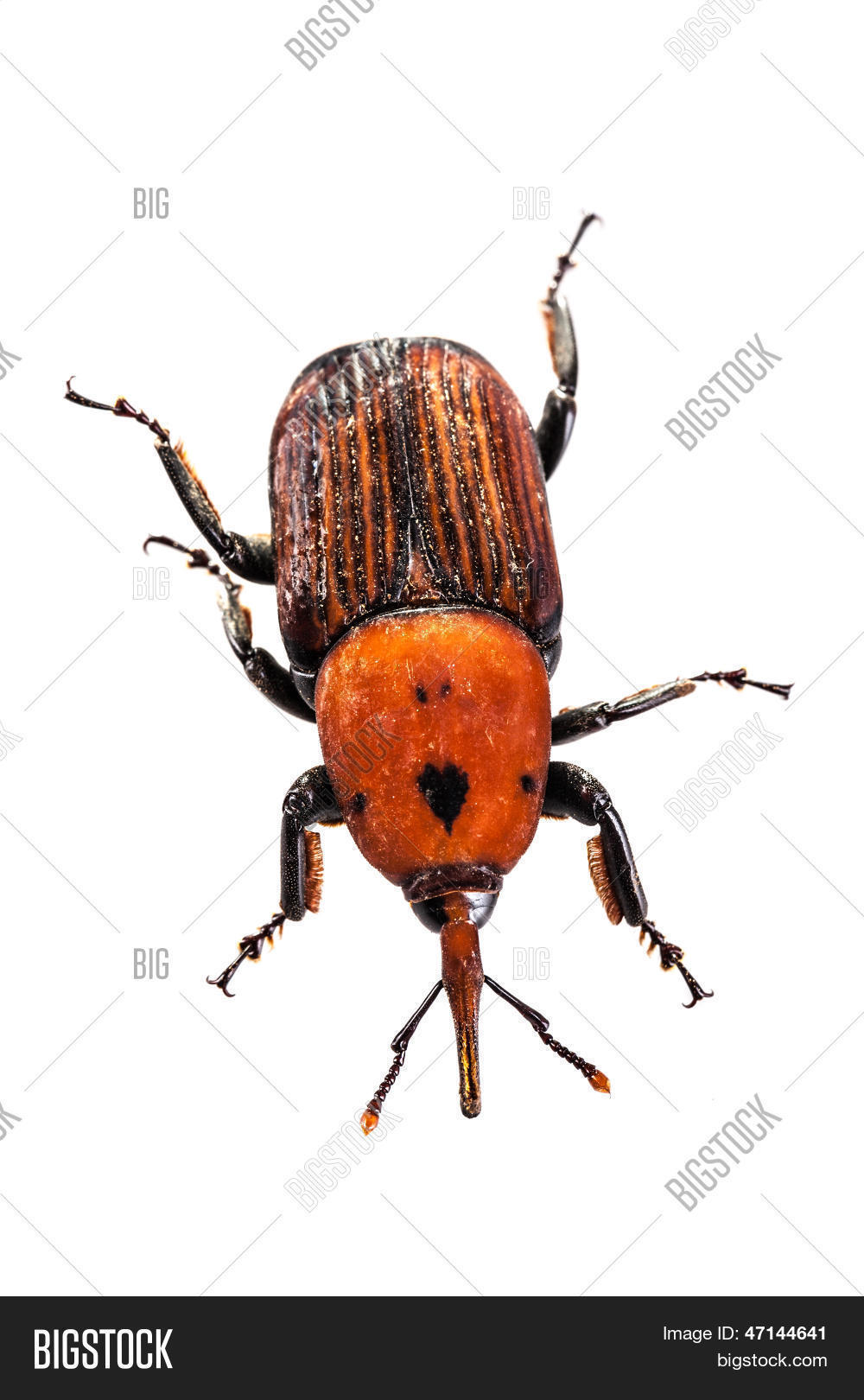 Red Palm Weevil Image & Photo (Free Trial) | Bigstock