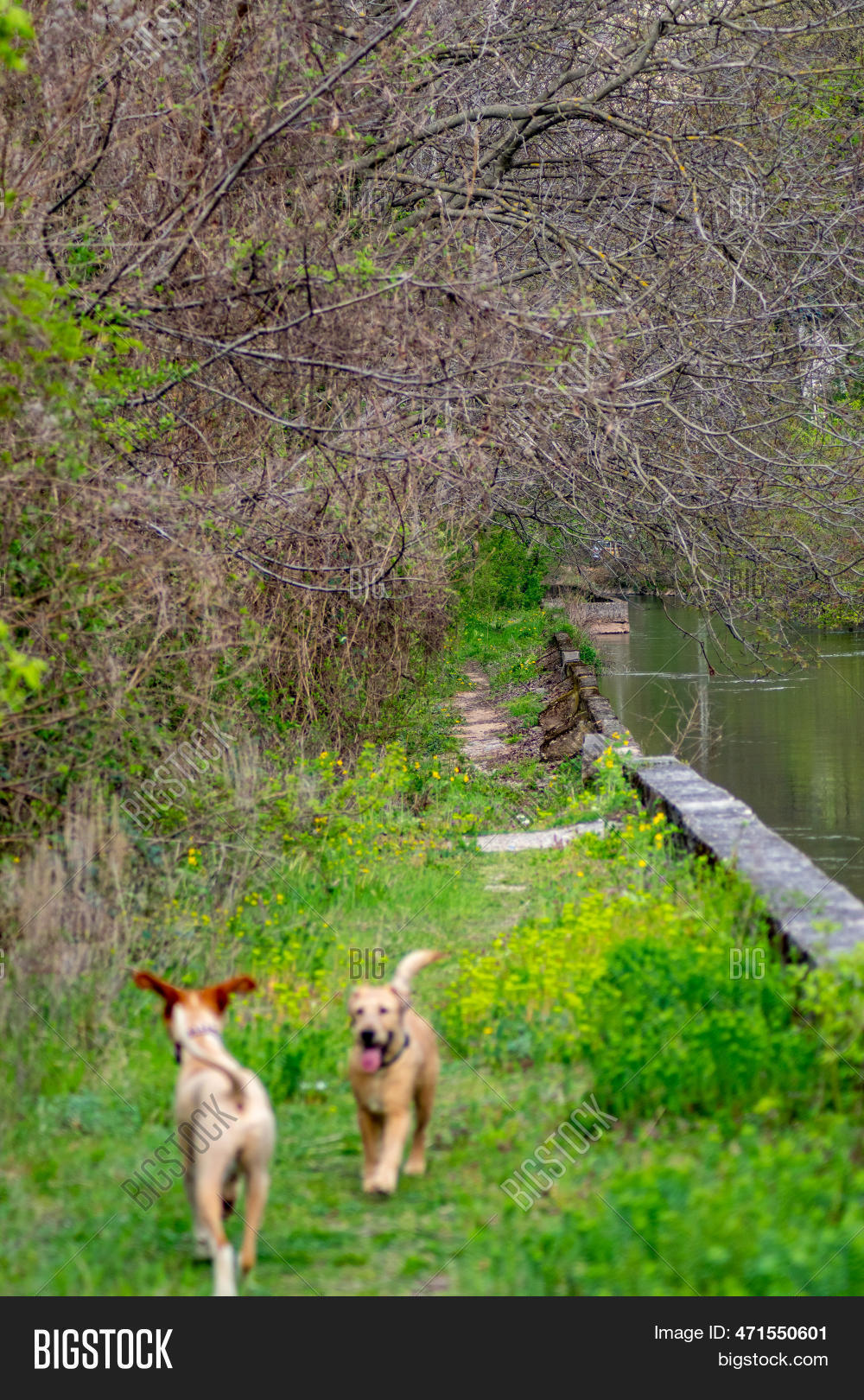 Two Happy Dogs Image & Photo (Free Trial) | Bigstock