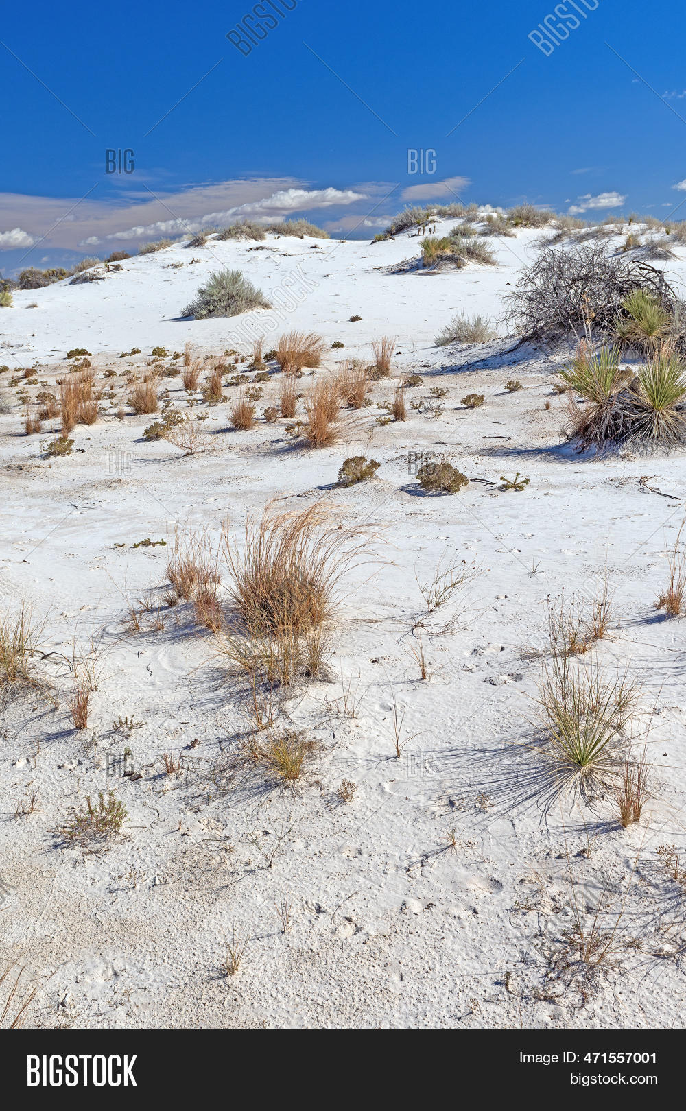 Desert Grasses Growing Image & Photo (Free Trial) | Bigstock