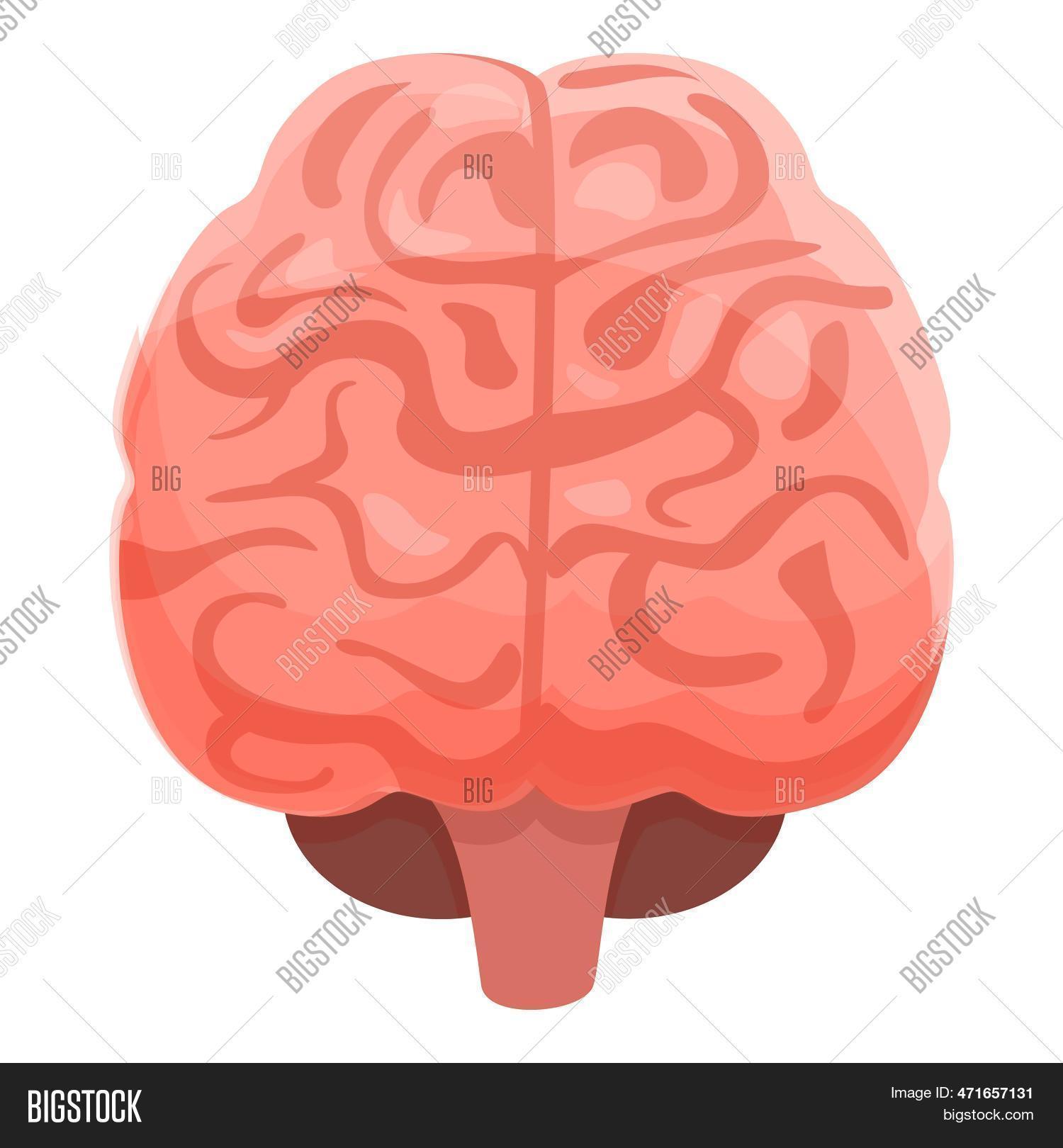Human Brain Genius Image & Photo (Free Trial) | Bigstock