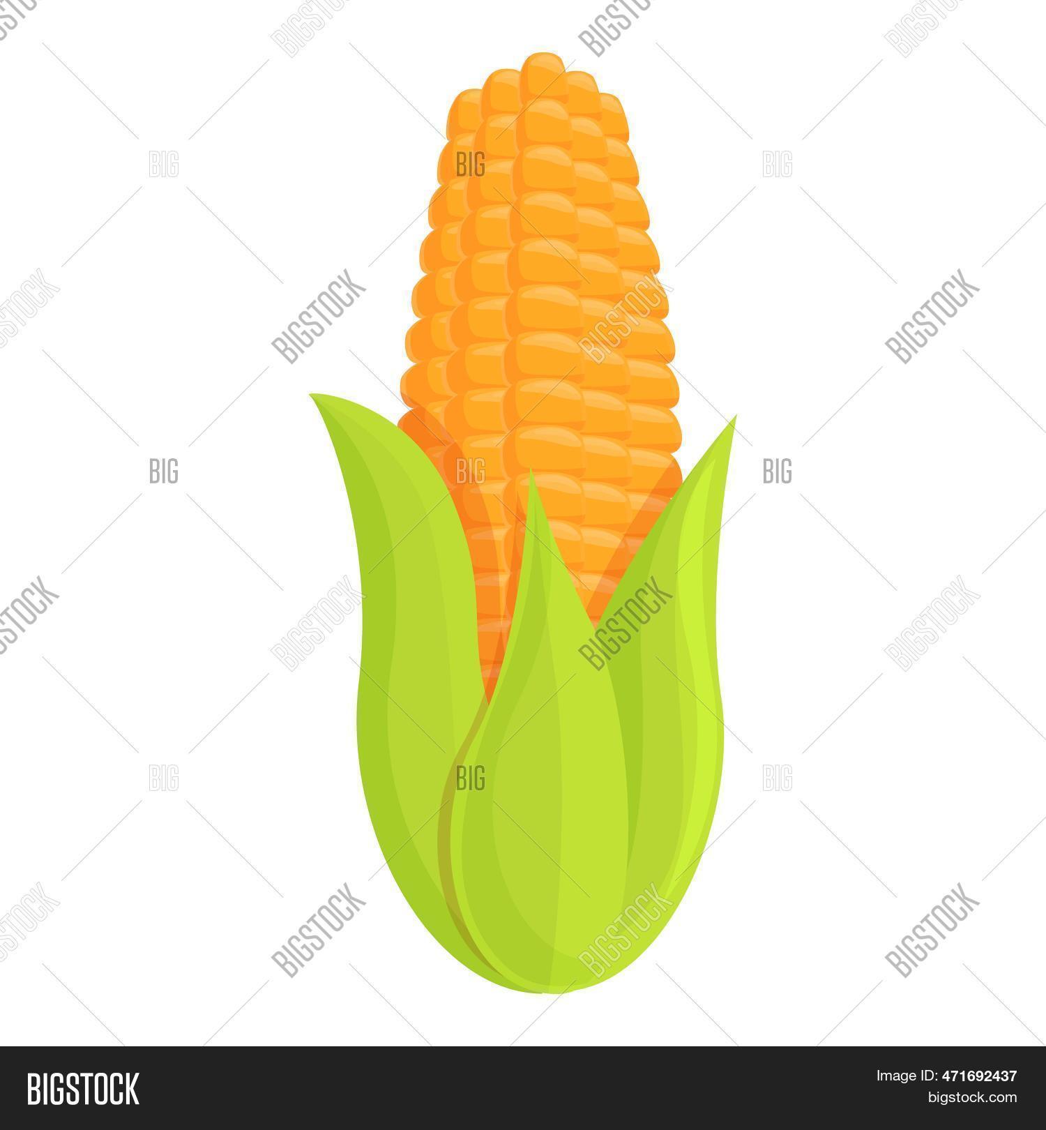 Corn Icon. Cartoon Image & Photo (Free Trial) | Bigstock