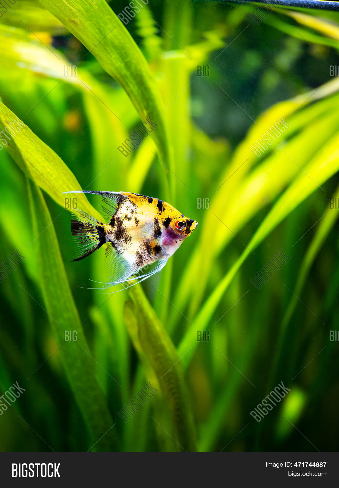 Angel Fish Koi Panda Image & Photo (Free Trial) | Bigstock