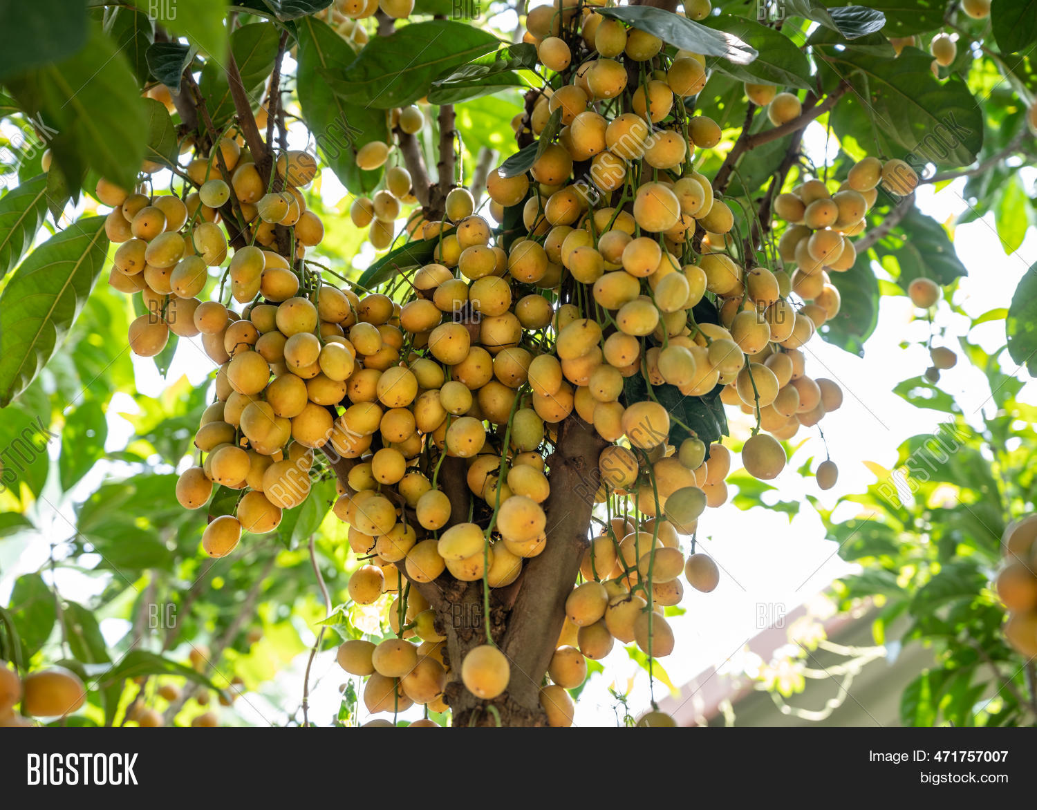 Burmese Grape Tree Image & Photo (Free Trial) | Bigstock