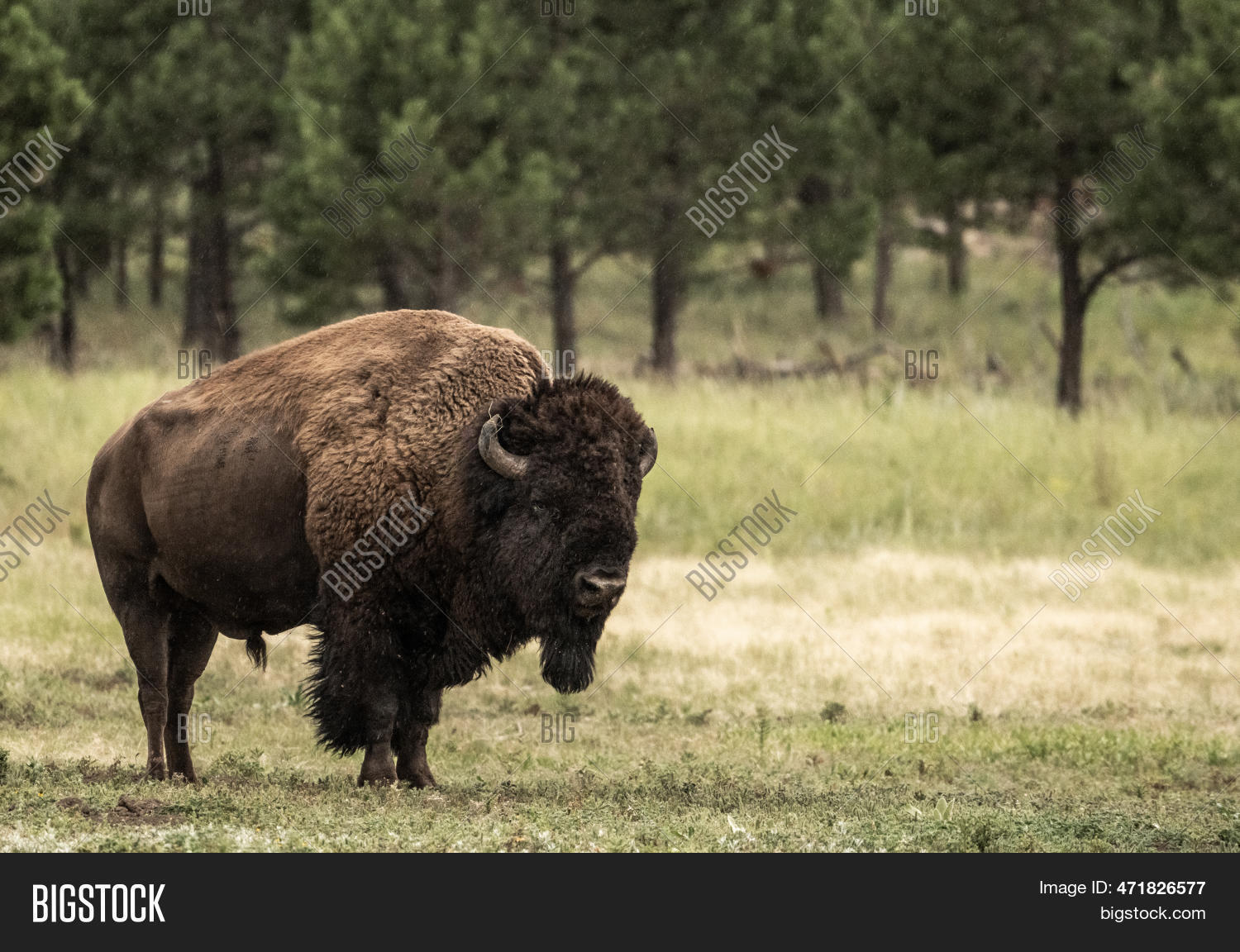 Lethargic Looking Male Image & Photo (Free Trial) | Bigstock