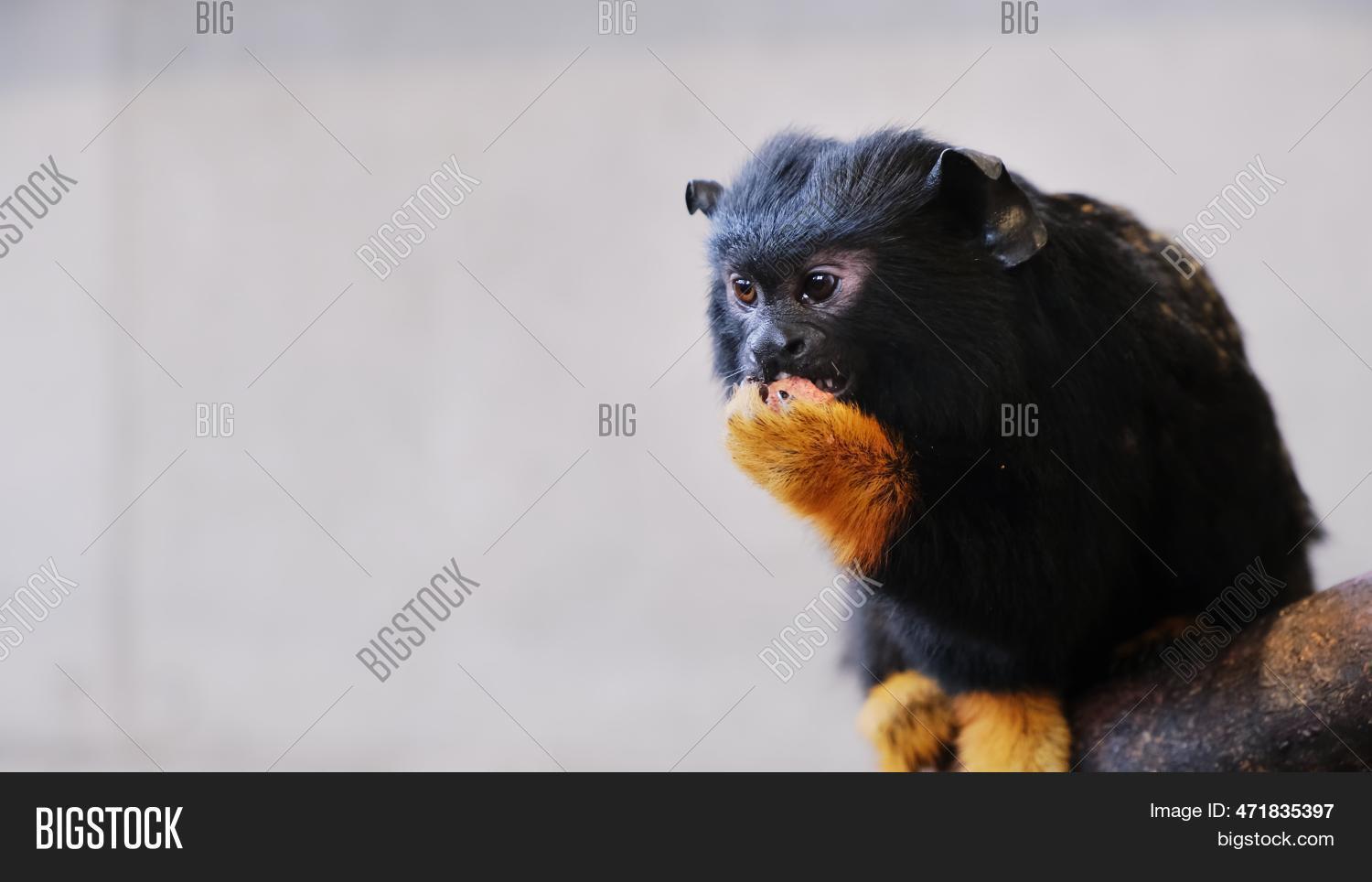 Red-handed Tamarin Image & Photo (Free Trial) | Bigstock