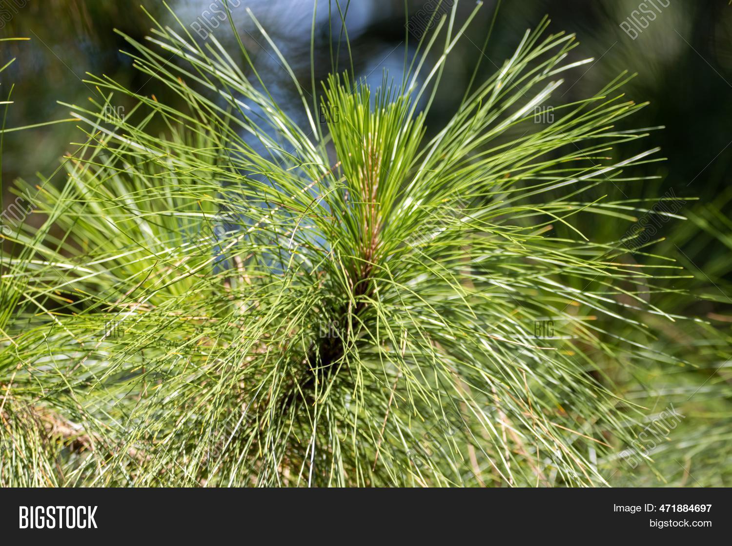 Pinus Merkusii