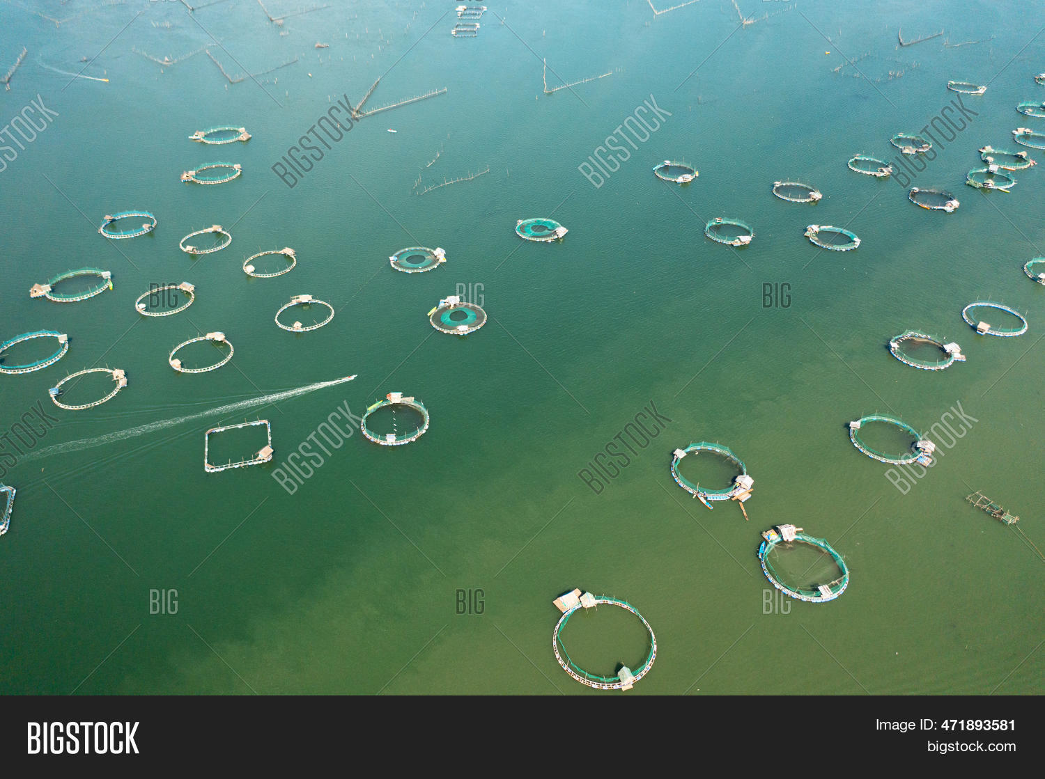 Fish Ponds Bangus, Image & Photo (Free Trial) | Bigstock