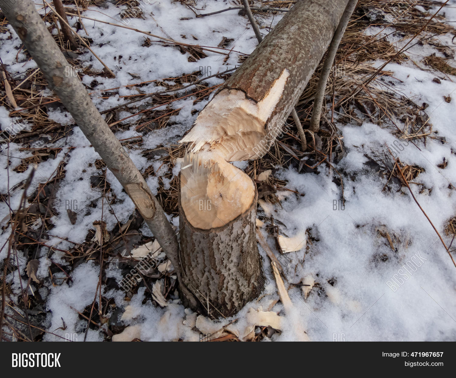 Big Tree Trunk Beaver Image & Photo (Free Trial) | Bigstock