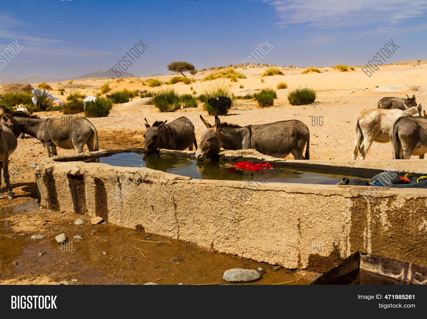 Donkeys Drinking Water Image & Photo (Free Trial) | Bigstock