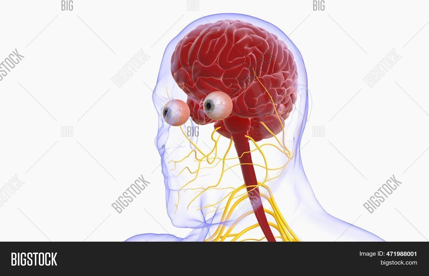 Human Brain Anatomy Image & Photo (Free Trial) | Bigstock