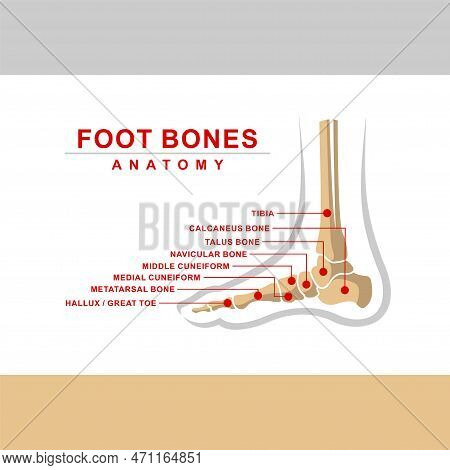 Foot Bones Anatomy, Vector & Photo (Free Trial) | Bigstock