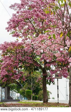 Pink Tecoma Flower Image & Photo (Free Trial) | Bigstock