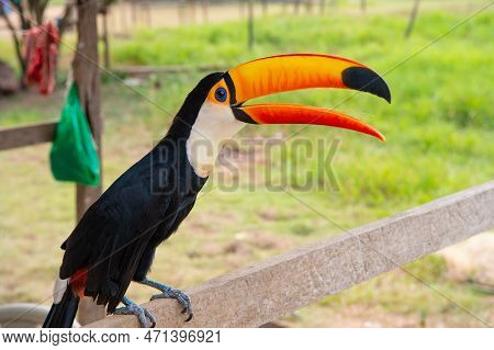 Side View Photo Toucan Image & Photo (Free Trial) | Bigstock