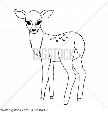 Cute Line Fawn. Vector & Photo (Free Trial) | Bigstock