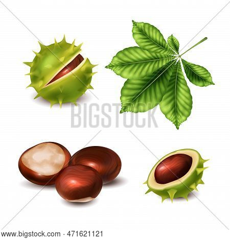 Realistic Chestnut Vector & Photo (Free Trial) | Bigstock