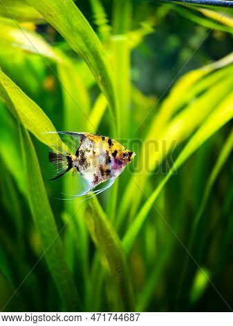 Angel Fish Koi Panda Image & Photo (Free Trial) | Bigstock