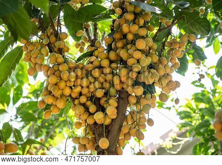Burmese Grape Tree Image & Photo (Free Trial) | Bigstock