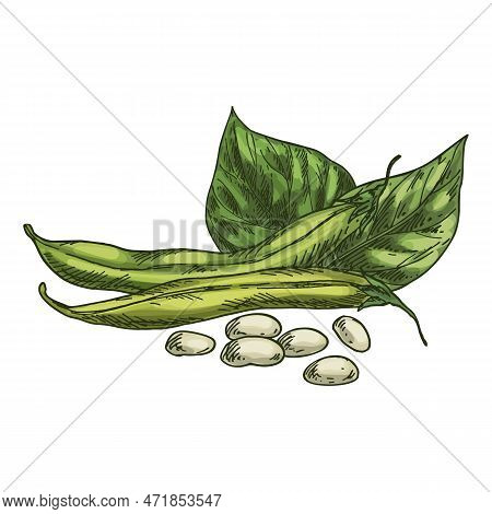 Sketch Bean Plant Vector & Photo (Free Trial) | Bigstock